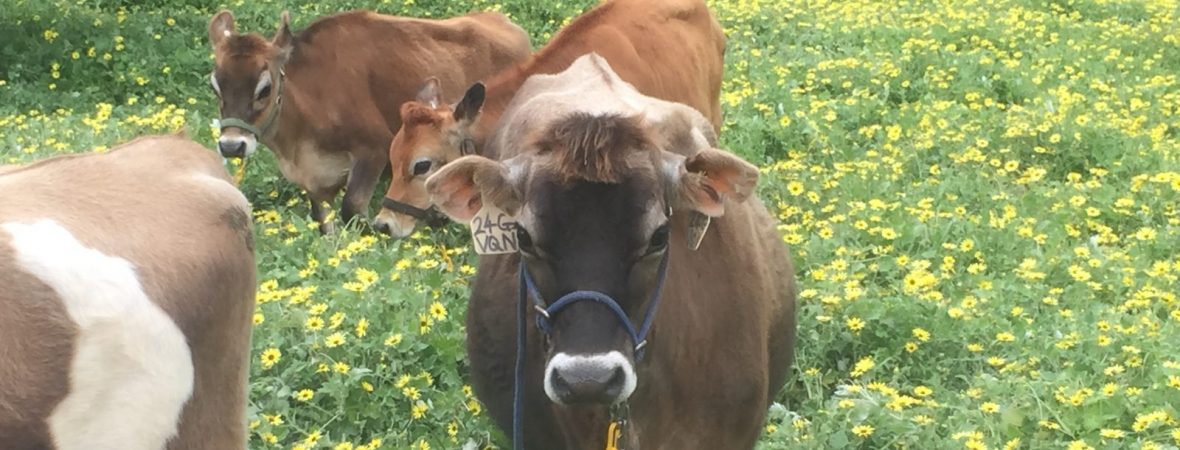 Local House Cows – How to enjoy and get the most out of your cow