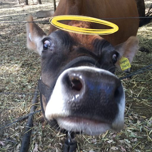 Local House Cows – How to enjoy and get the most out of your cow