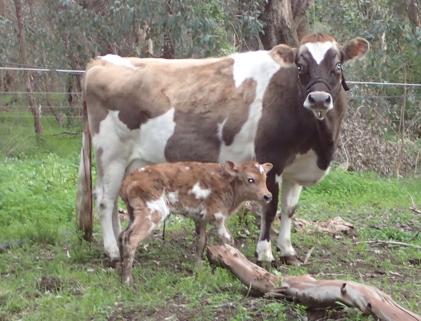 Calving – Local House Cows