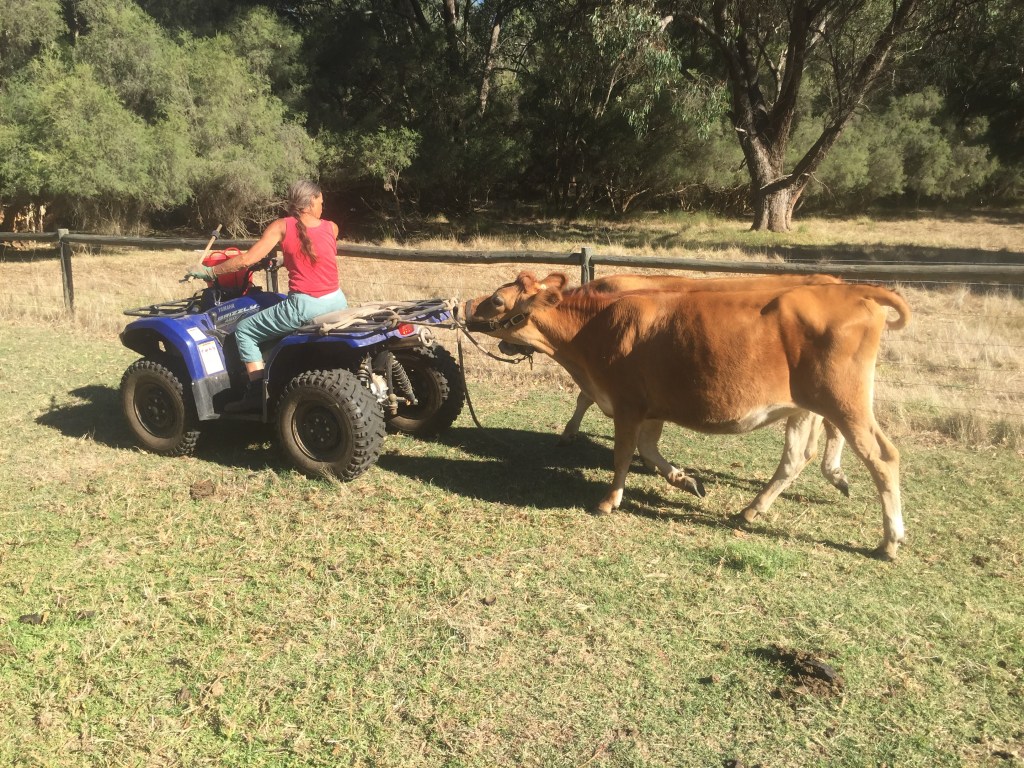 Local House Cows – How to enjoy and get the most out of your cow