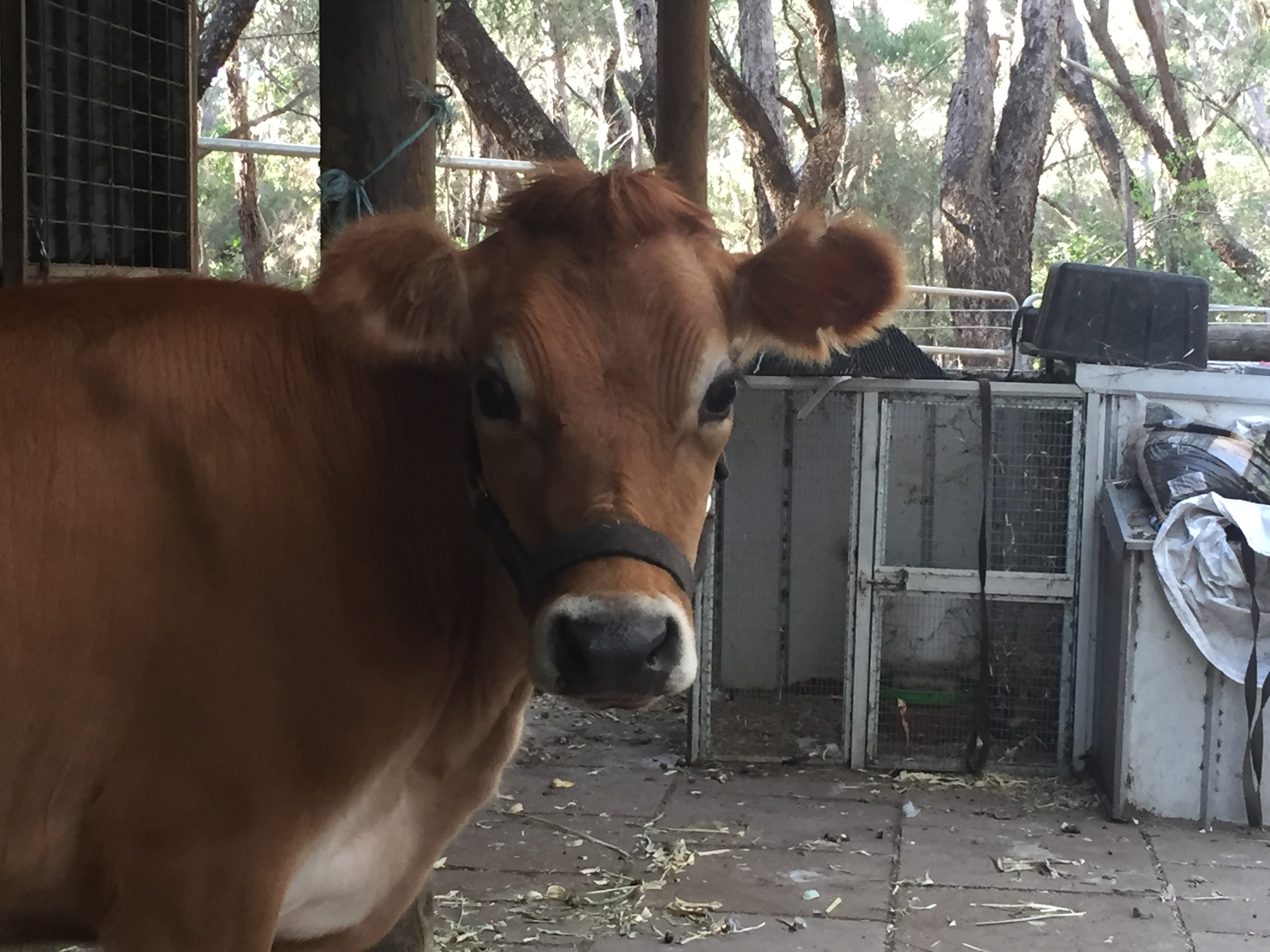 FOR SALE – Local House Cows