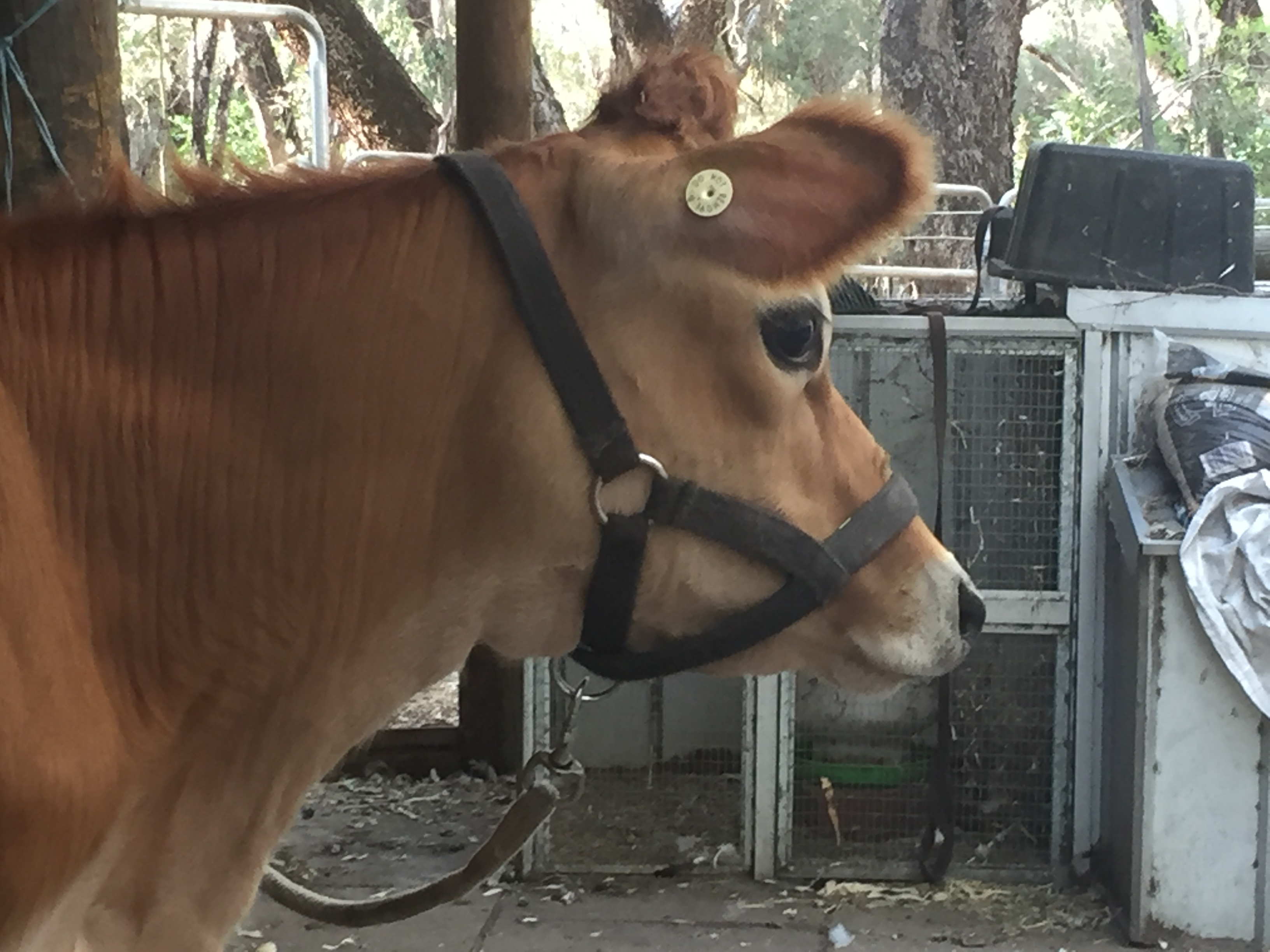 FOR SALE – Local House Cows
