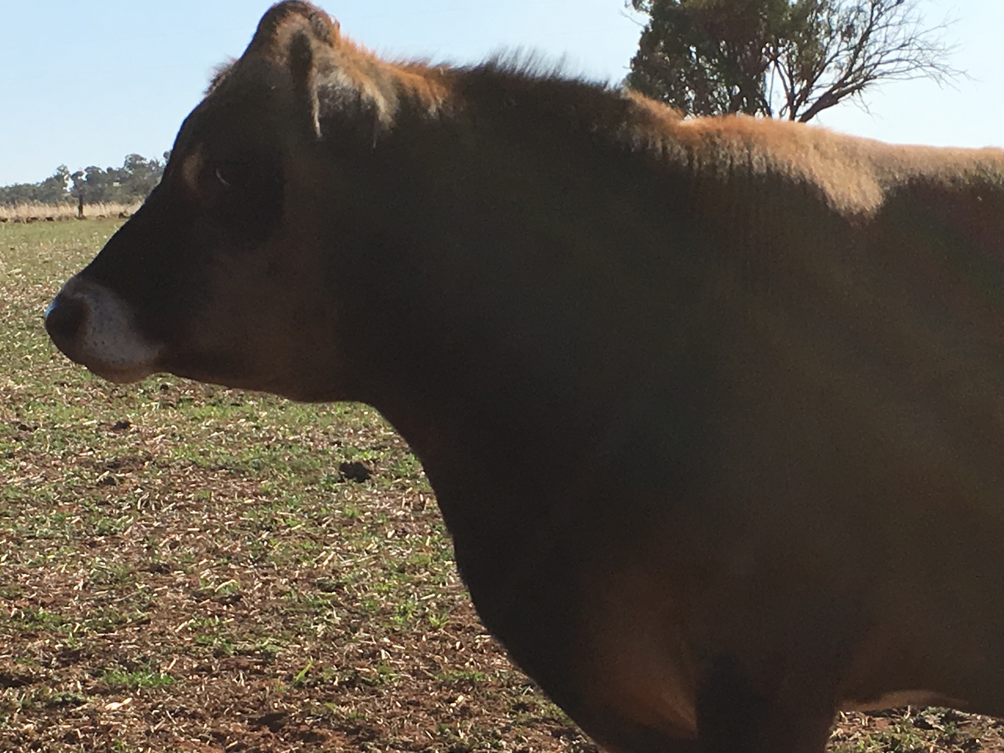 FOR SALE – Local House Cows